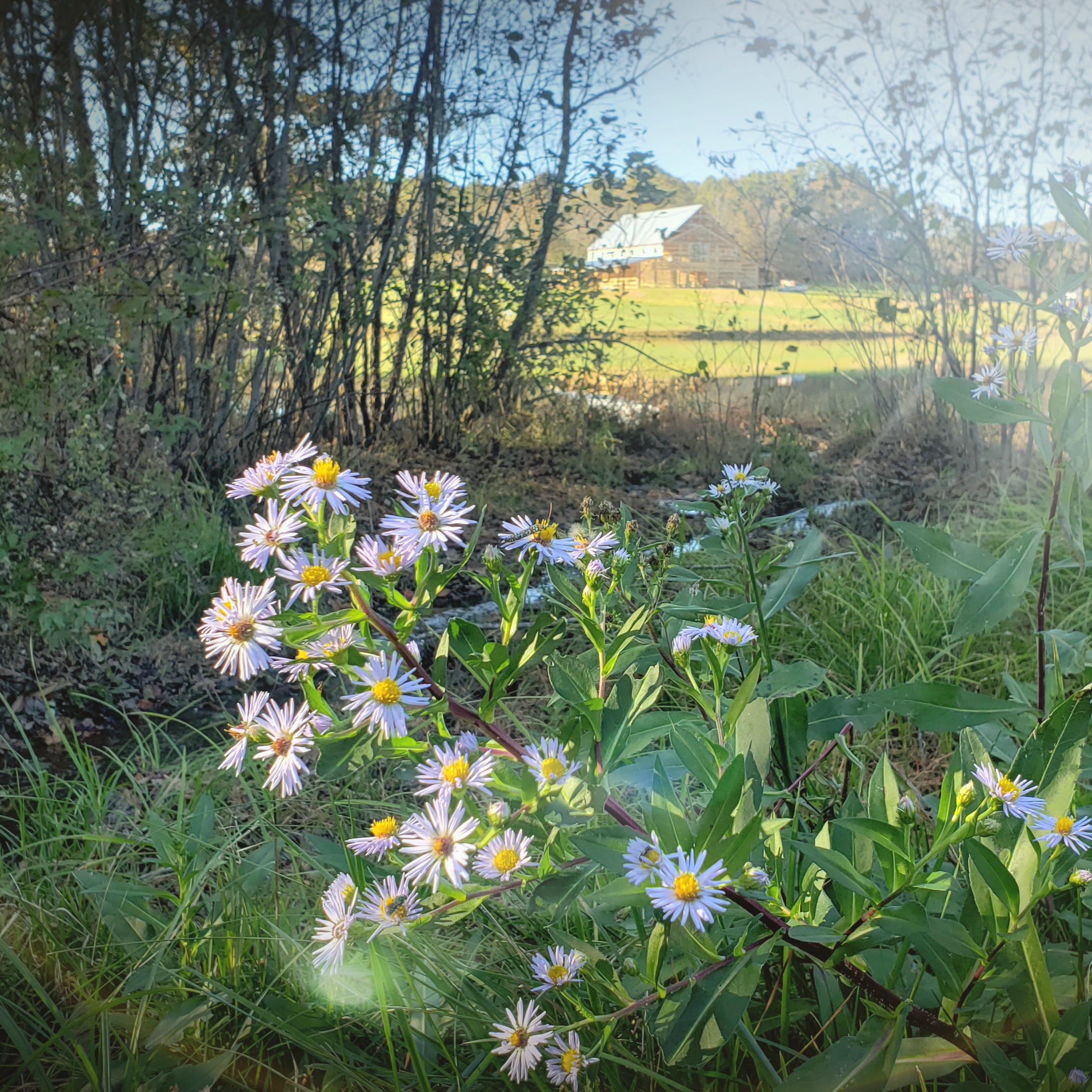 Gallery | Grove Lake Farms